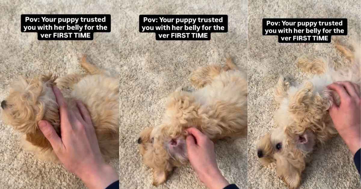 Video: Puppy Trusts Owner With Belly Rubs for First Time - DogTime