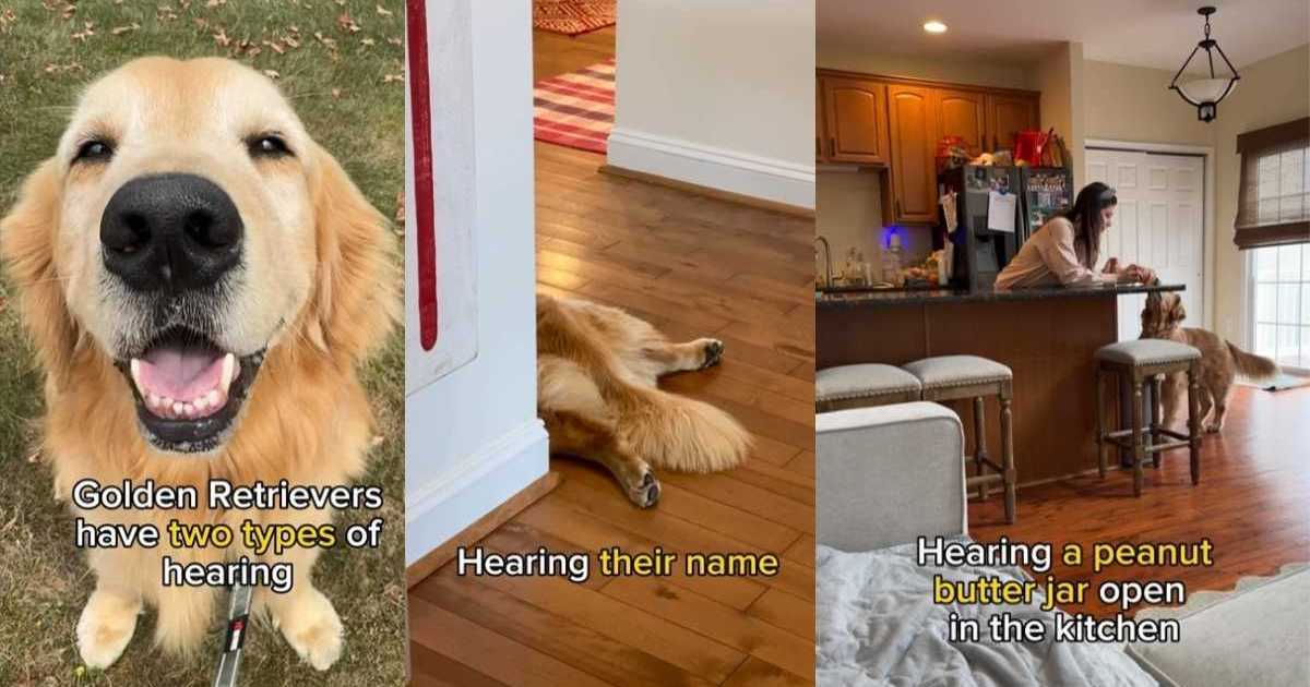 Video: Owner Reveals Golden Retriever’s Two Types of Hearing - DogTime