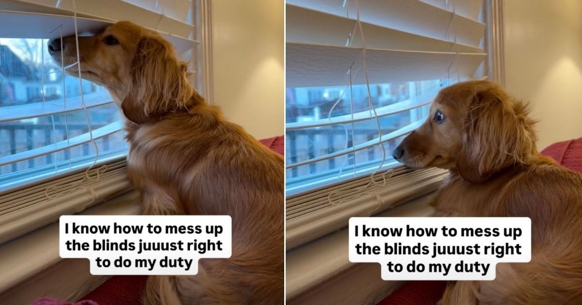 Video: Dog Adjusts Blinds to Do Her Vigilance Duty - DogTime