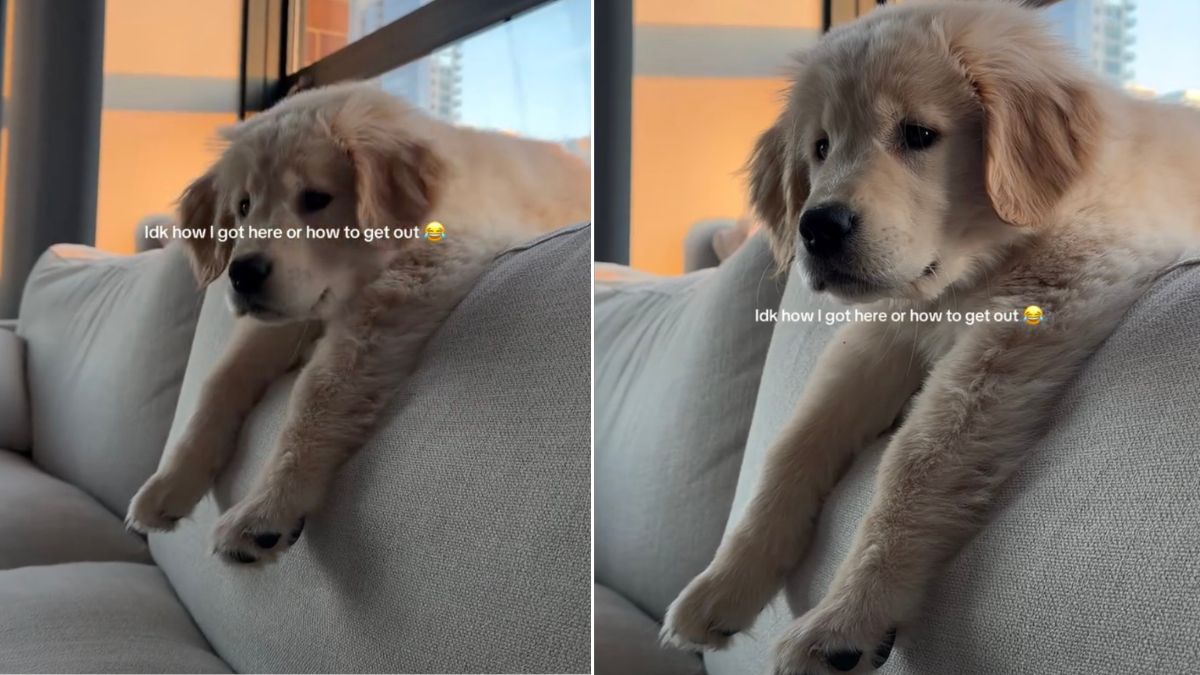 Golden Retriever Puppy Gets Stuck Behind the Couch in This Adorable ...