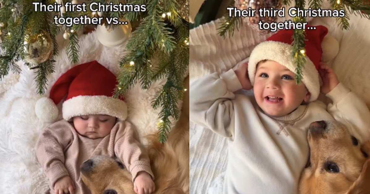 Video Shows Golden Retriever’s First & Third Christmas With Little Boy ...