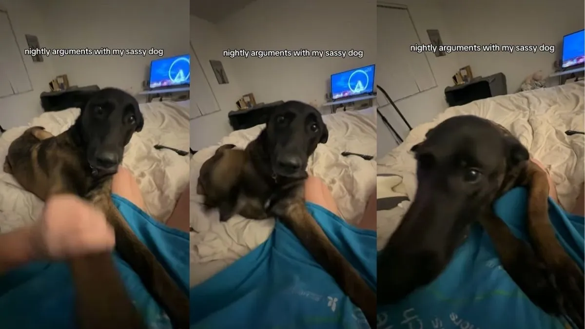 Video Shows What ‘Sassy’ Dog’s Nightly Arguments With Mom Look Like ...