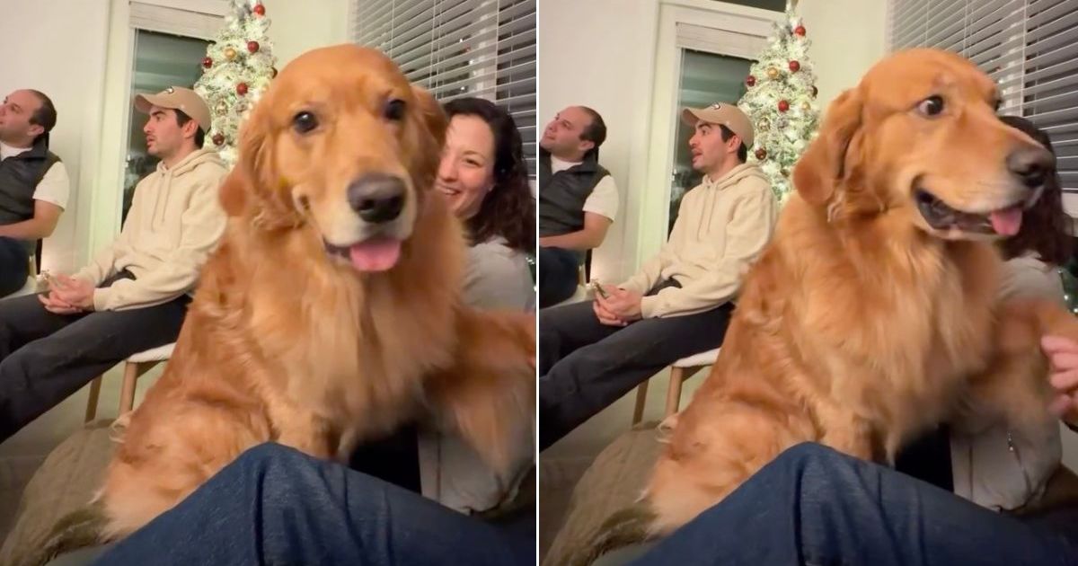 Video: Golden Retriever Instantly Wins Everyone Over at Owner’s ...