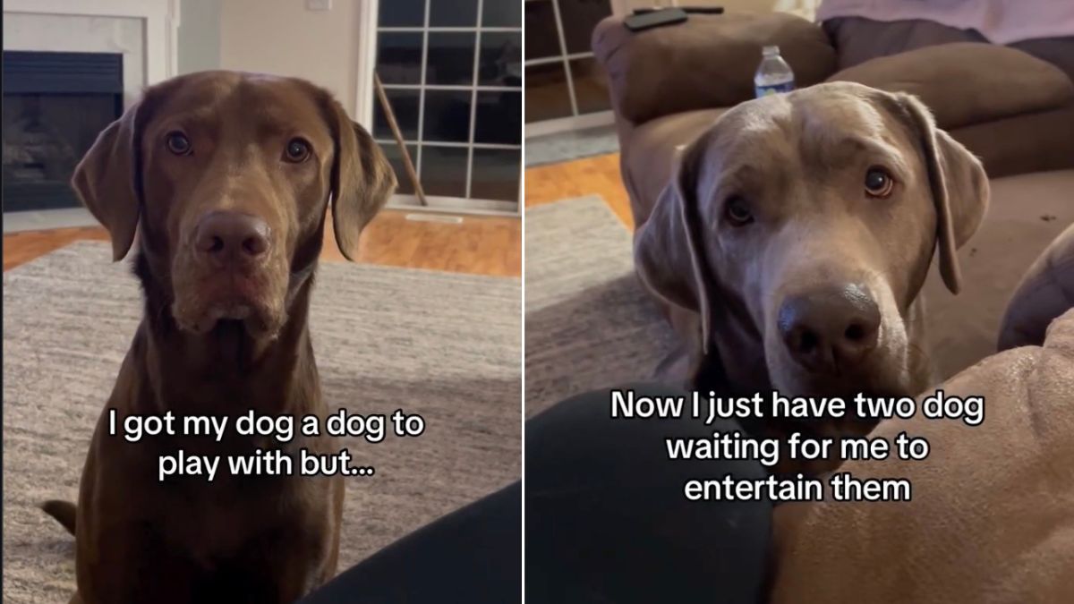 Owner’s Plan To Get Dog a Playmate Goes Hilariously Wrong - DogTime