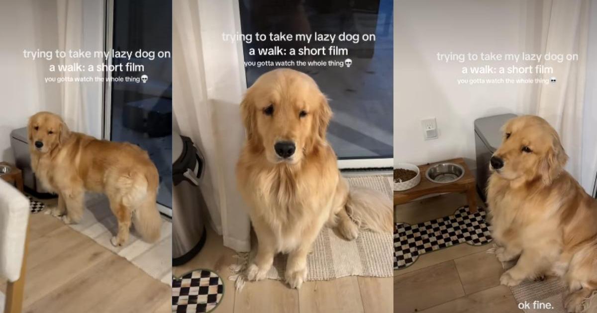 Video: 'Lazy' Dog Does Everything To Avoid Going on Walk - DogTime