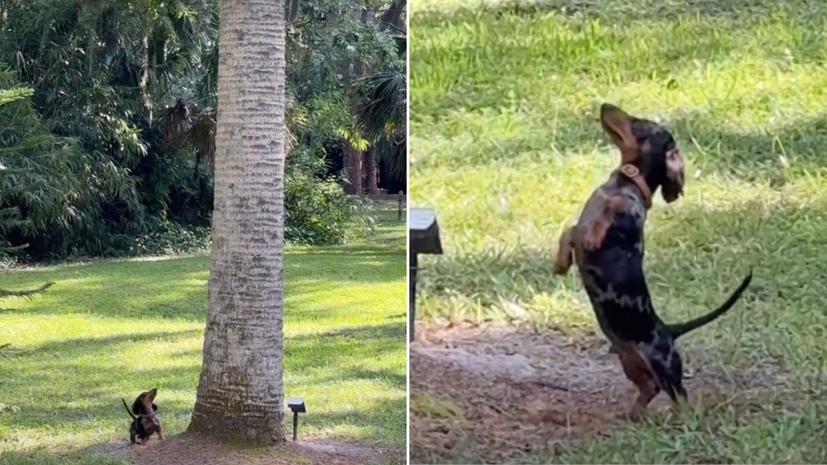Video of Tiny Dog Chasing Squirrels Up a Tree Melts Hearts - DogTime