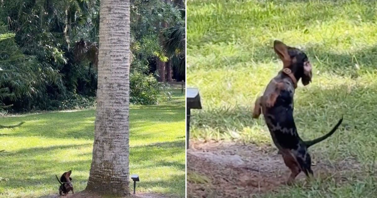 Video of Tiny Dog Chasing Squirrels Up a Tree Melts Hearts - DogTime