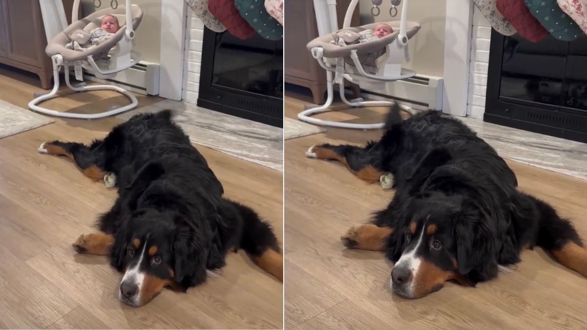 Video: Bernese Mountain Dog Adorably Protects Baby Brother - DogTime
