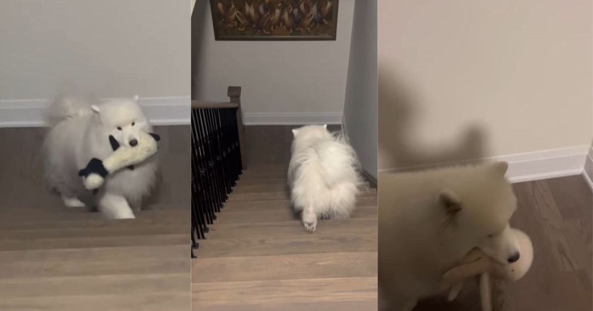 Video: Dog Gets the Wrong Toy to Bed & Then Course-Corrects - DogTime