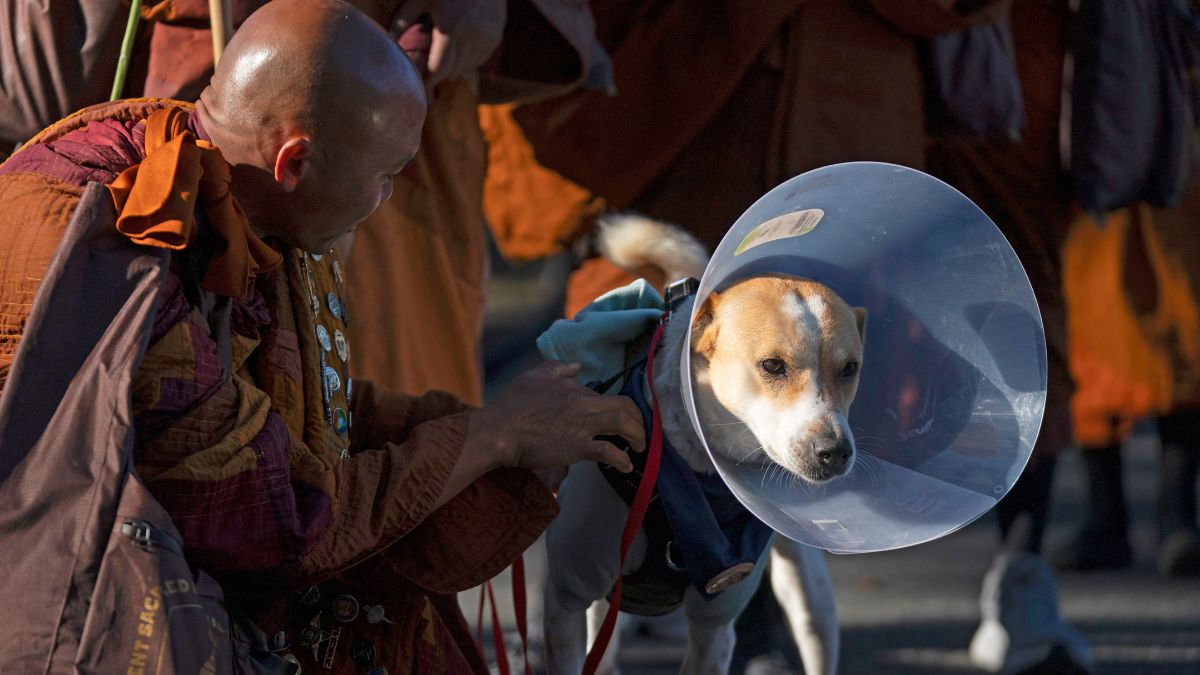 Video: Aloka the Peace Dog Enjoys a Light Walk Post Surgery - DogTime