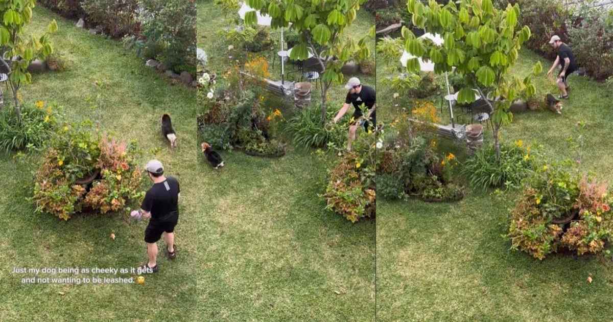 Video: Dog Turns Putting On a Leash Into a Game - DogTime