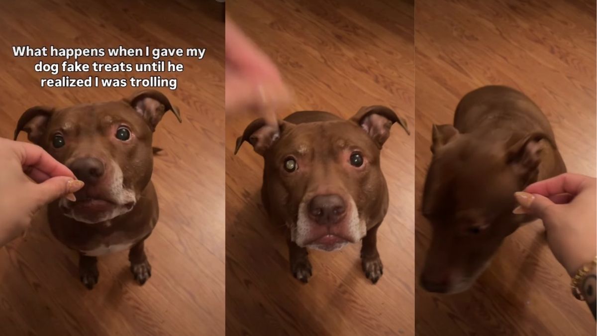 Video: Pit Bull Reacts to Owner Giving Him Fake Treats - DogTime