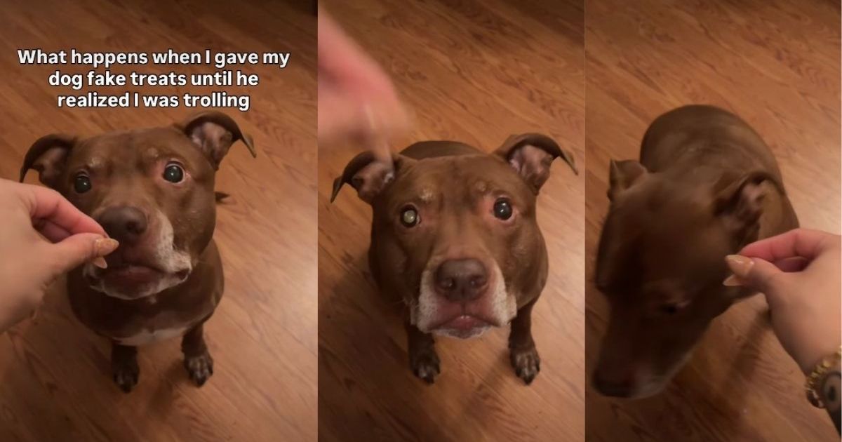 Video: Pit Bull Reacts to Owner Giving Him Fake Treats - DogTime
