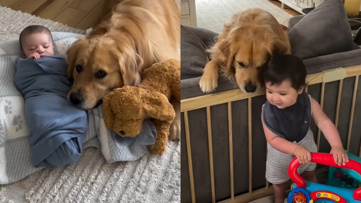 Dog Dropping Toys Into Brother's Play Pen Has a Cute Backstory - DogTime
