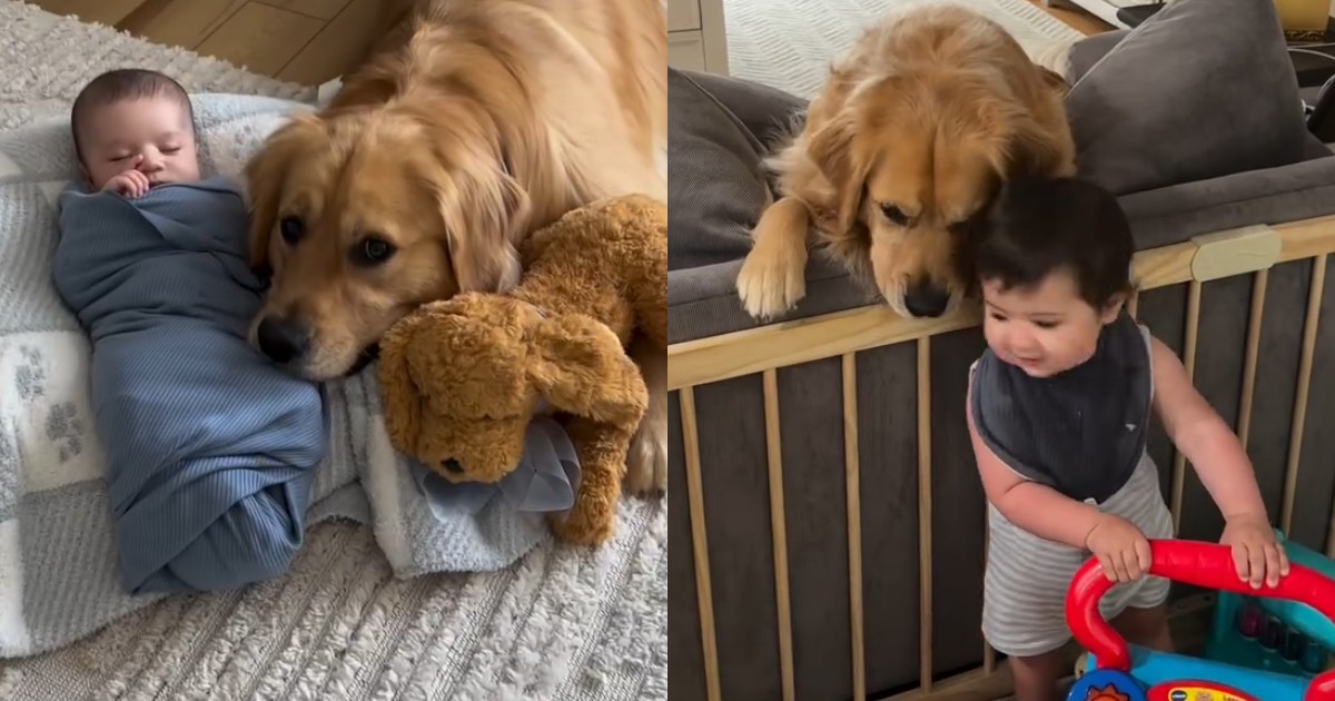 Dog Dropping Toys Into Brother's Play Pen Has a Cute Backstory - DogTime