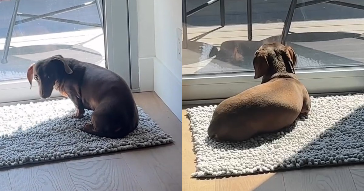 Dog Does This After His Daily Sun Spot in the House Finally Becomes ...