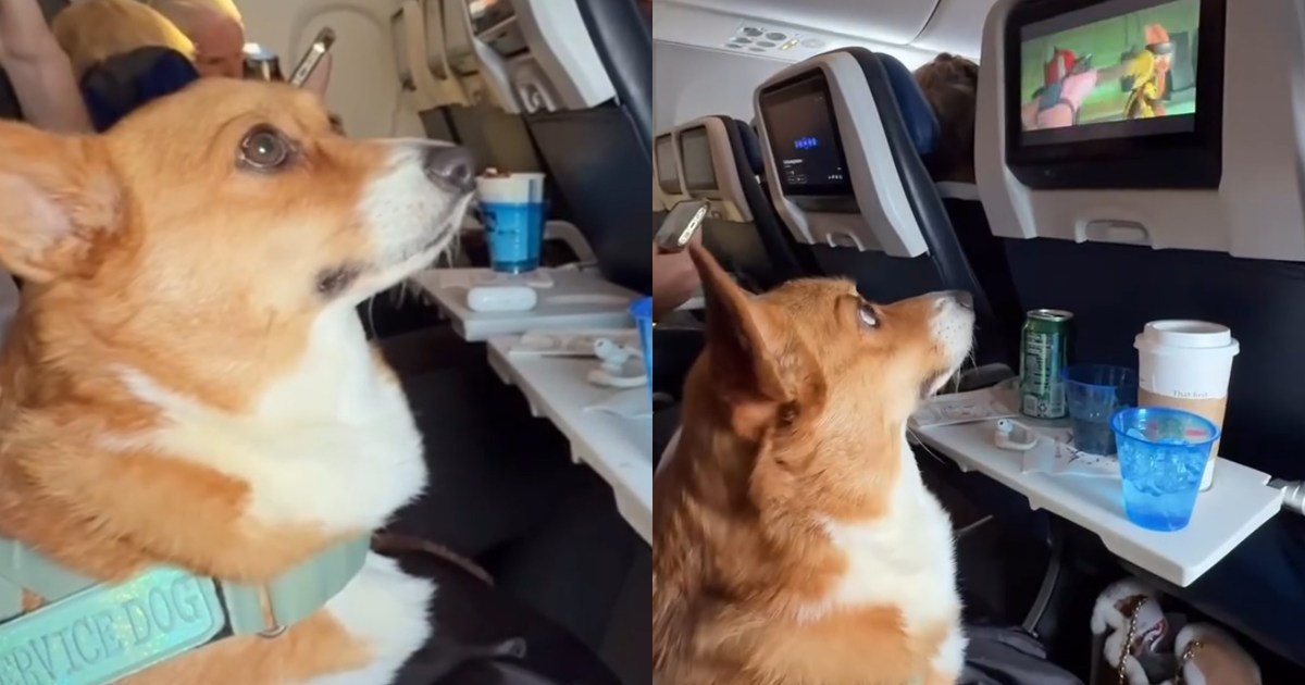 Service Dog Enjoys In-Flight Entertainment in Viral Video - DogTime