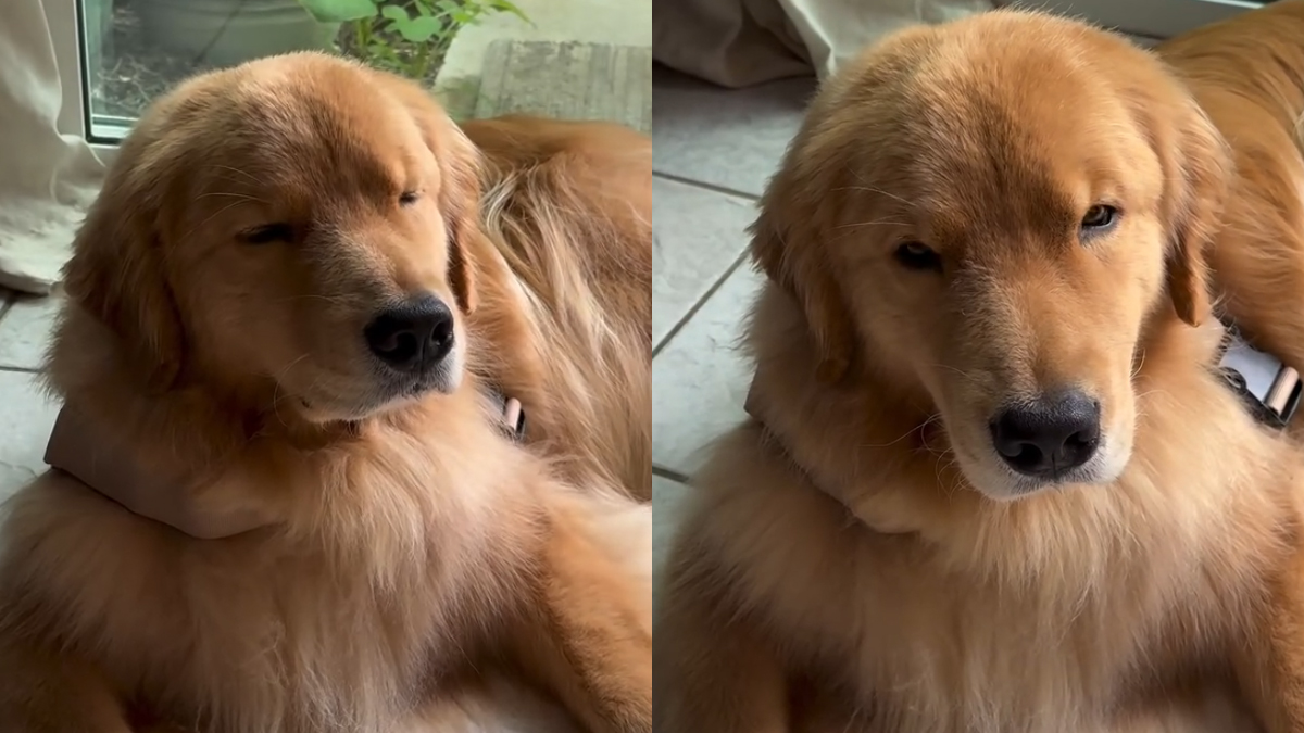Video: Sleepy Golden Retriever Can’t Keep His Head Up - DogTime