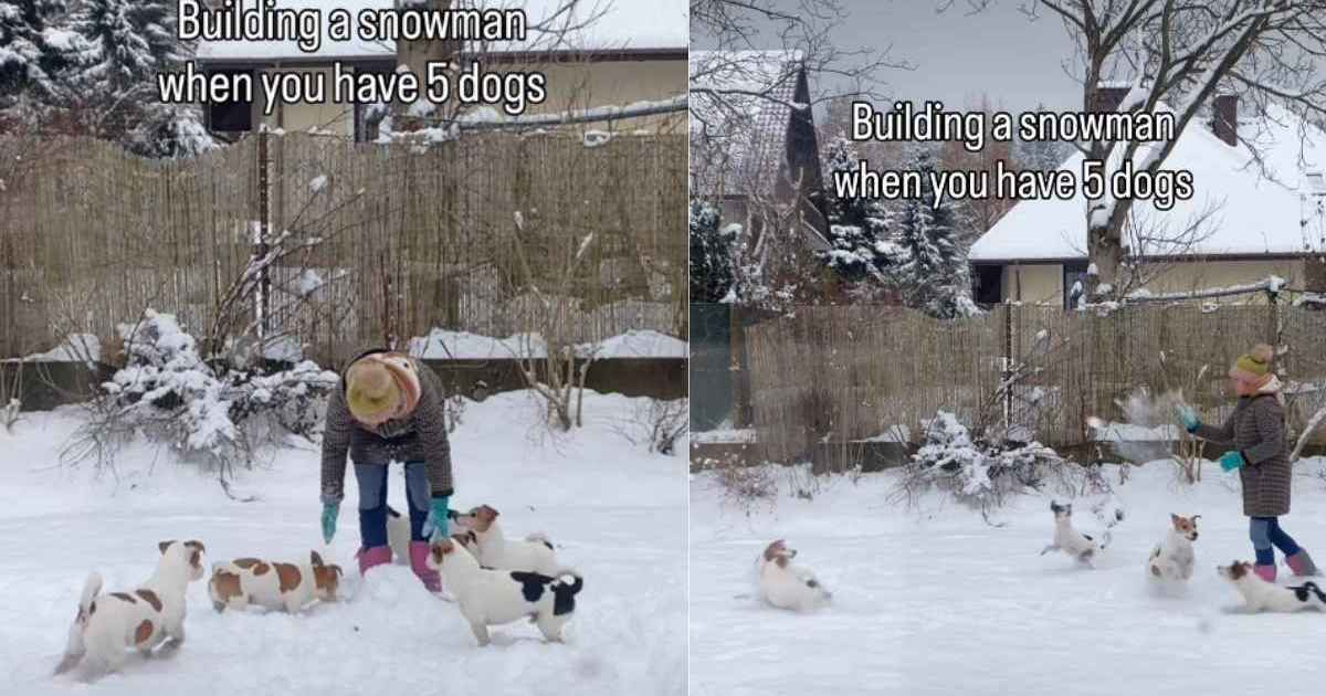 Video: What It’s Like to Build a Snowman With 5 Dogs Around - DogTime