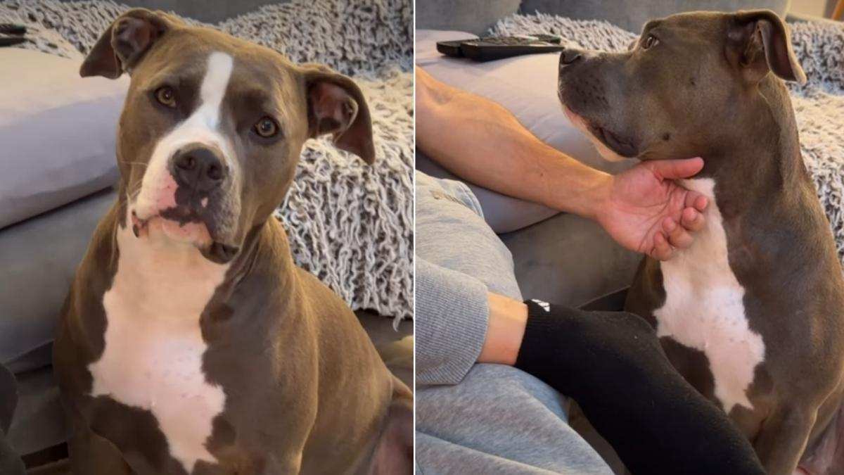 Dog Listens Closely When Dad Asks About Her ‘Boyfriend’ - DogTime