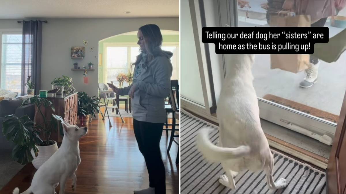Video: Deaf Dog Possibly Understands Sign Language - DogTime