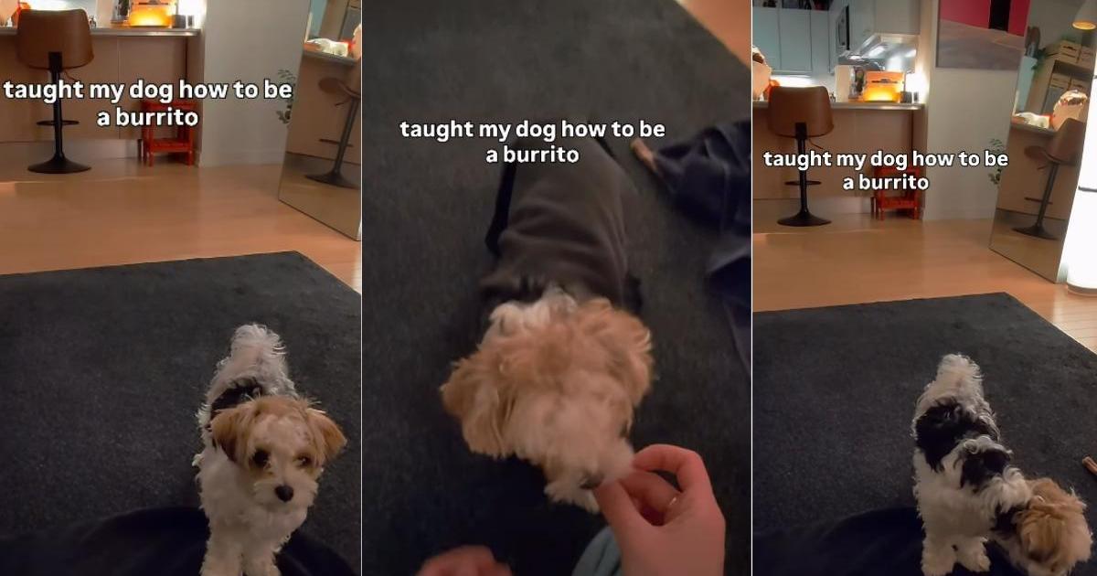 Video: Dog Successfully Learns How To Be a Burrito - DogTime