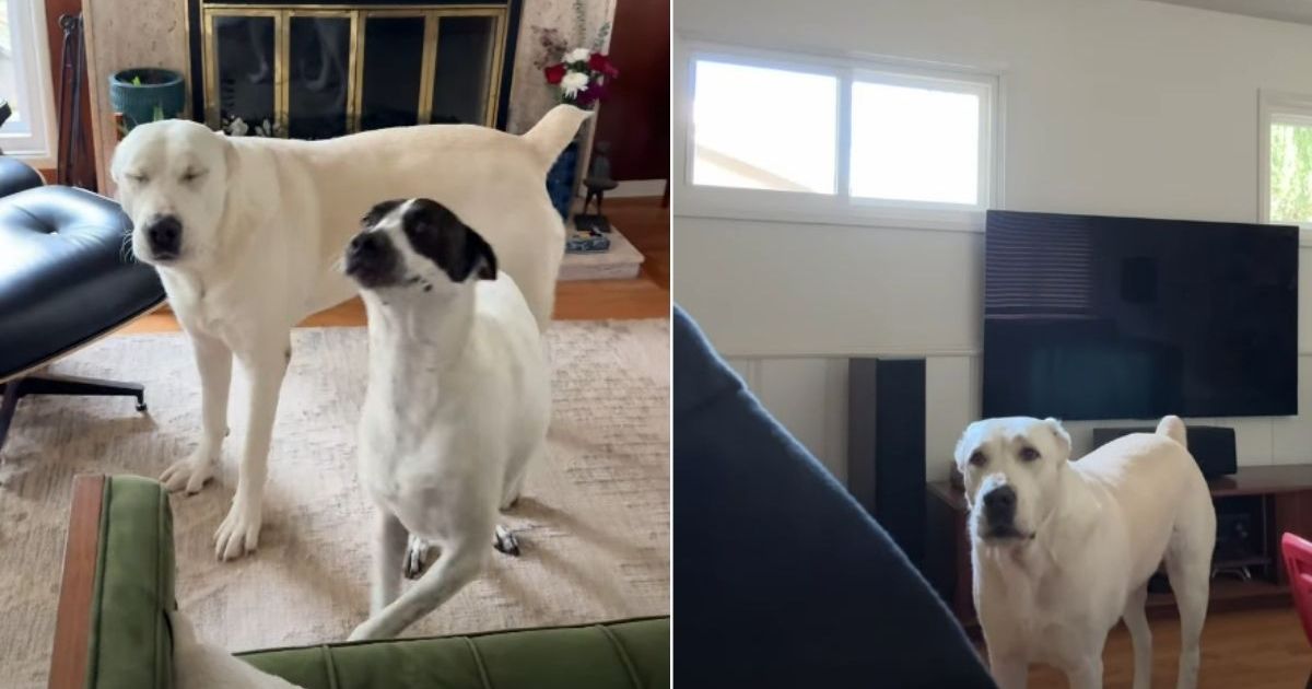 Video: Tween Dog Reacts When Asked 'What?' Repeatedly - DogTime