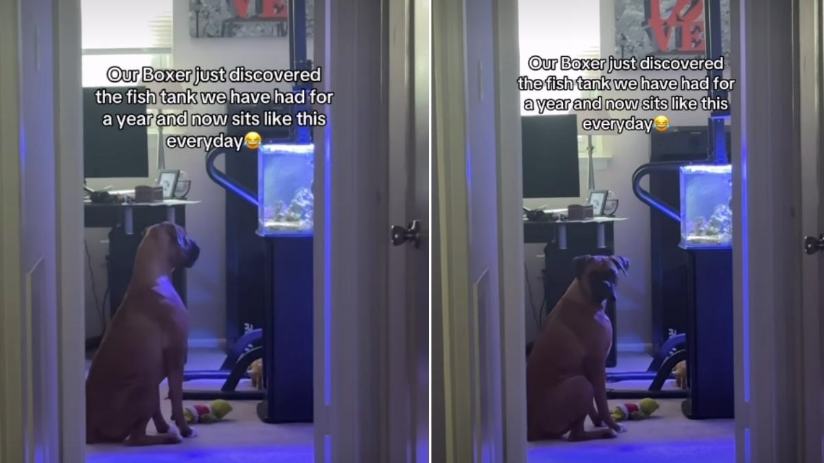 Video: Dog Has Just Discovered the Fish Tank in the House & Now Does ...