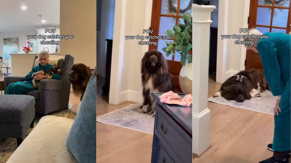 Video: Big Dog Moves Away From Grandma When She Pets Another Dog - DogTime