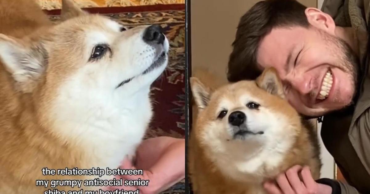 Senior Dog & Owner's Boyfriend's Interaction Goes Viral for a Reason ...