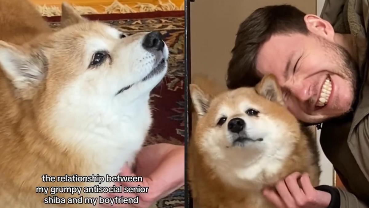 Senior Dog & Owner's Boyfriend's Interaction Goes Viral for a Reason ...
