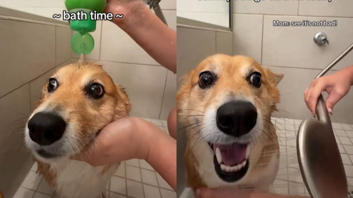 Video: Dog Isn't Pleased About Change in Bath Location - DogTime