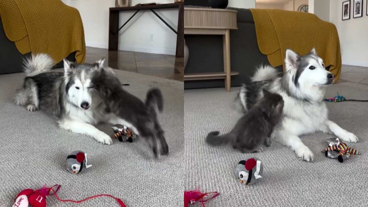 Husky Is a Gentle Big Brother to the Cat Every Time He Pounces - DogTime