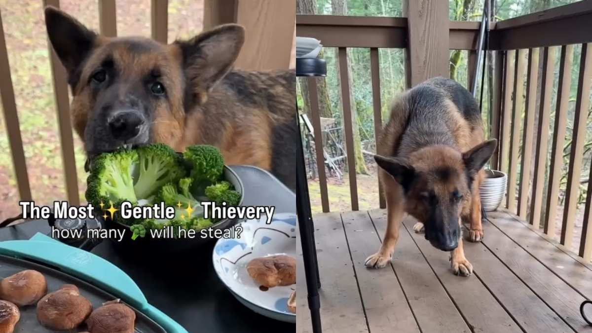 Video Shows Dog Being the Most Gentle Thief - DogTime