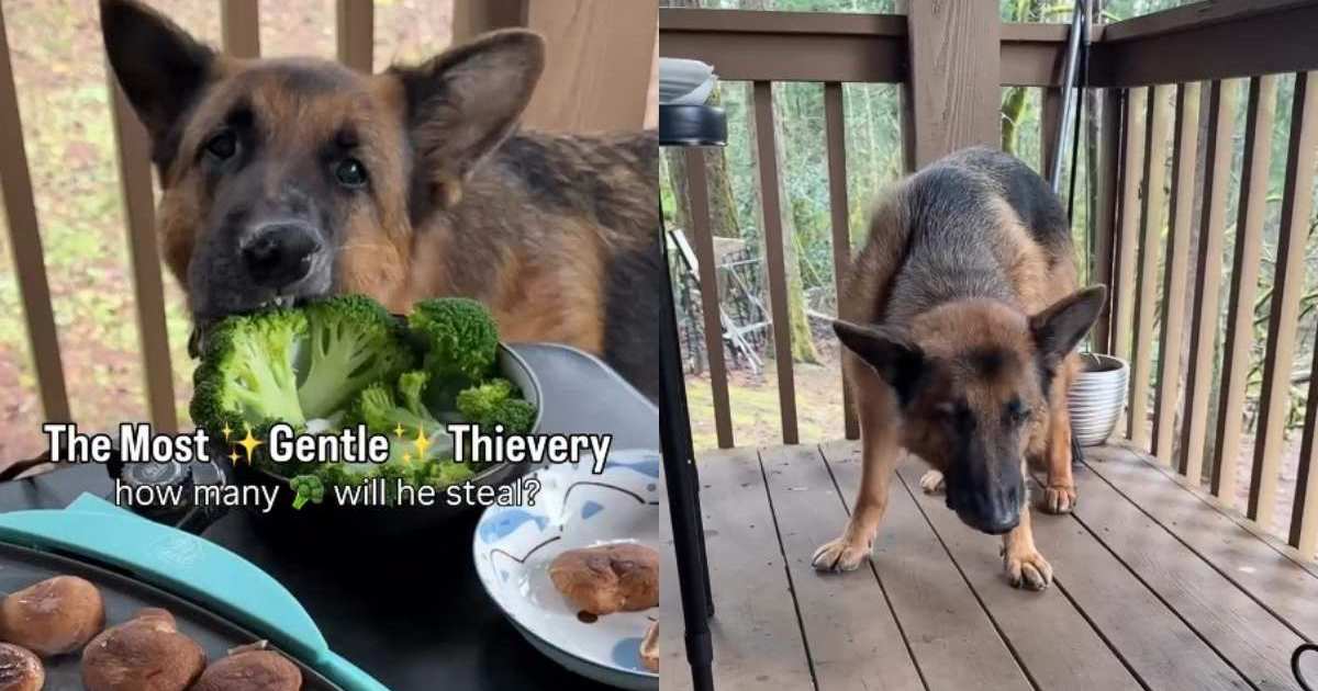 Video Shows Dog Being the Most Gentle Thief - DogTime