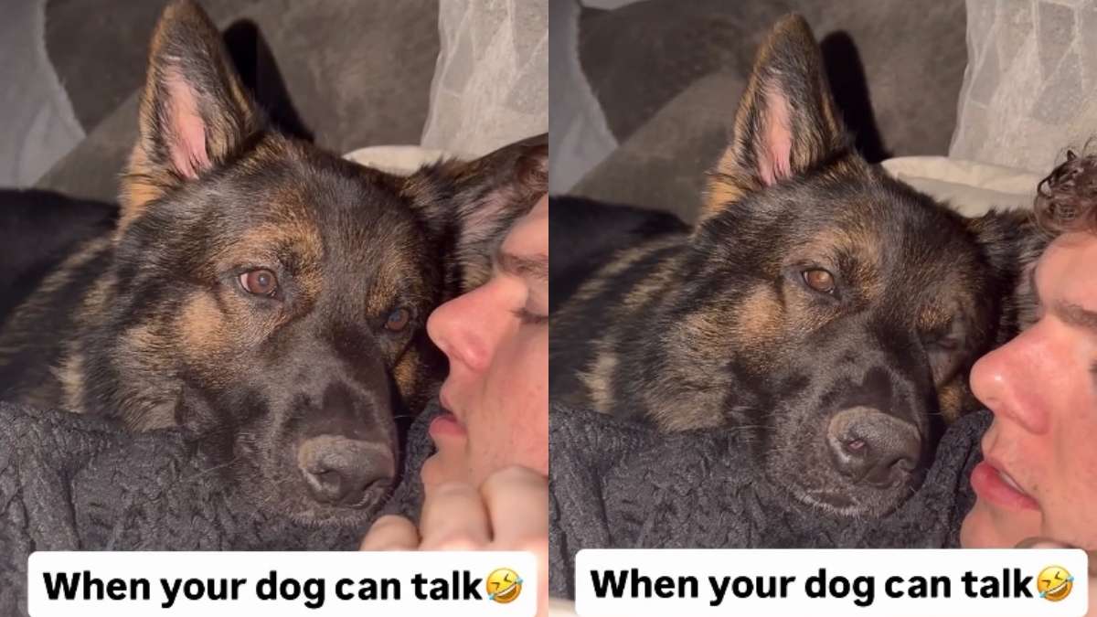 Video: Dog Possibly Understands Owner's Every Word - DogTime