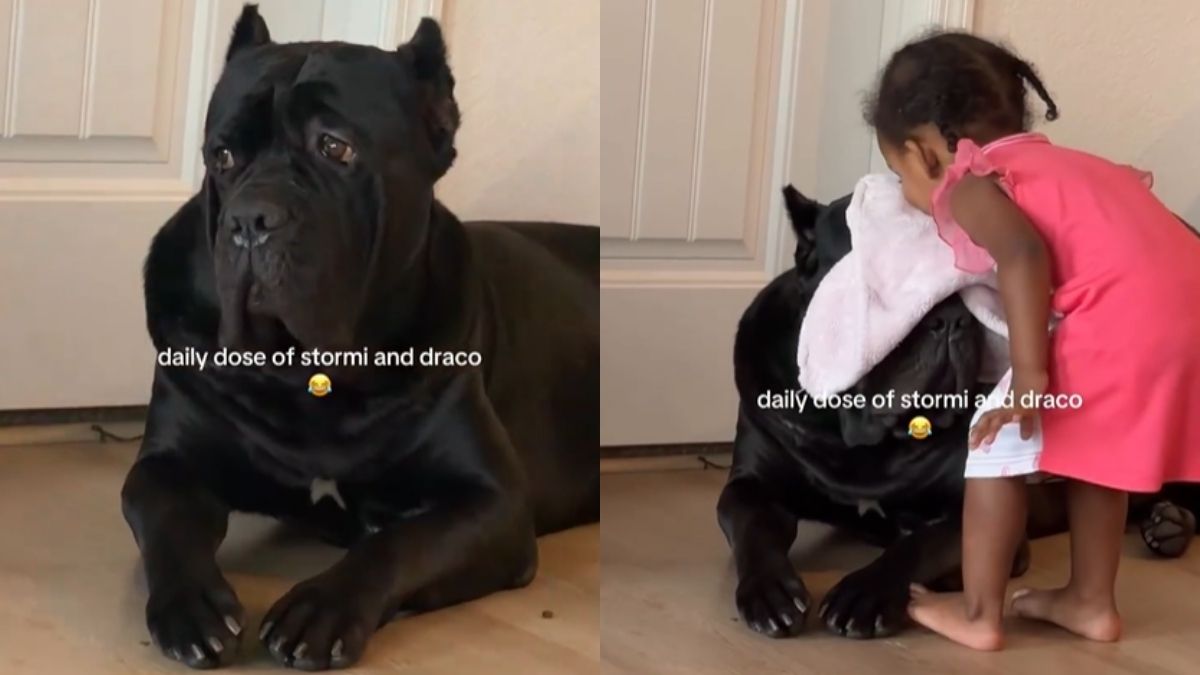 Video: Dog Shows Incredible Patience With Kid’s Shenanigans - DogTime