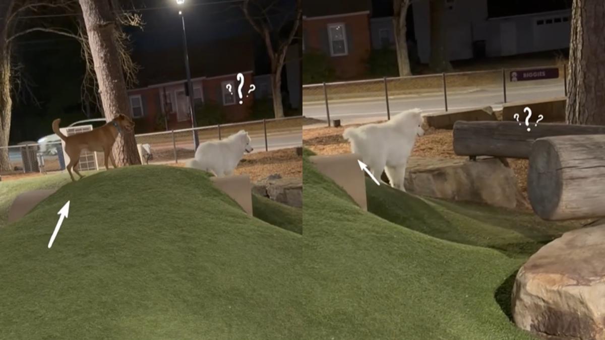 Video: Dogs Playing Chase End Up Losing & Finding Each Other - DogTime