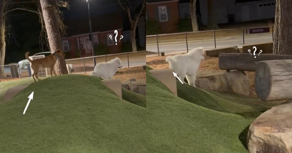 Video: Dogs Playing Chase End Up Losing & Finding Each Other - DogTime