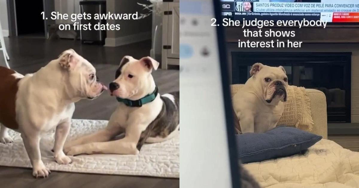 Video: English Bulldog Hasn't Found Love Yet & Here's Why - DogTime