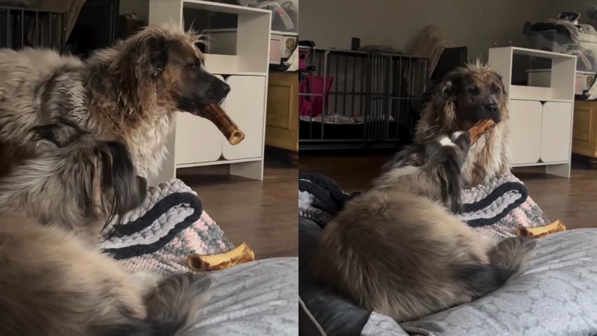 Video: Dog Surprises Sister After Pretending to be 'Mean' - DogTime