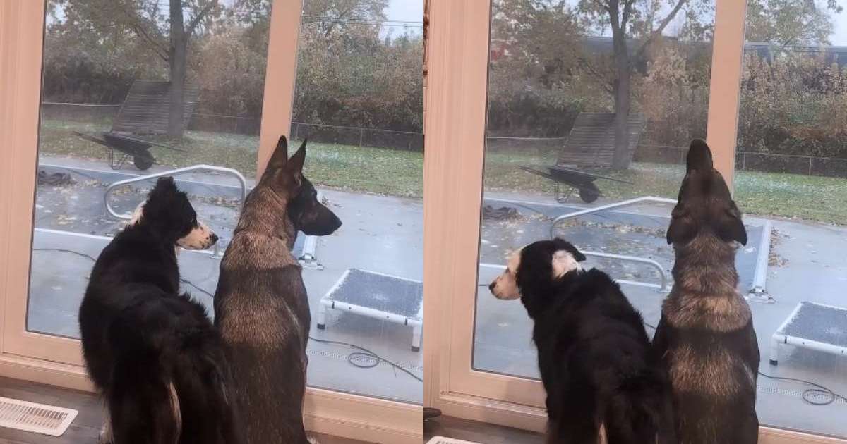 Video: Dogs Routinely Sit by the Window Mimicking Train Whistle - DogTime