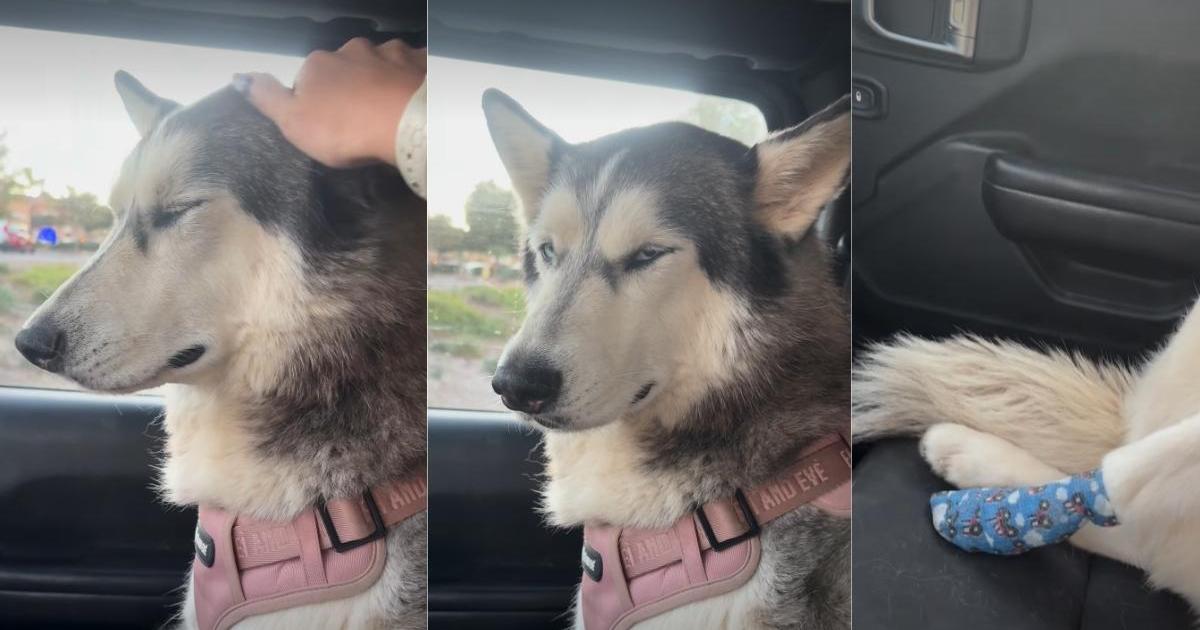 Dog Is 'Upset' With Owner for Luring Her to the Vet in Hilarious Video ...