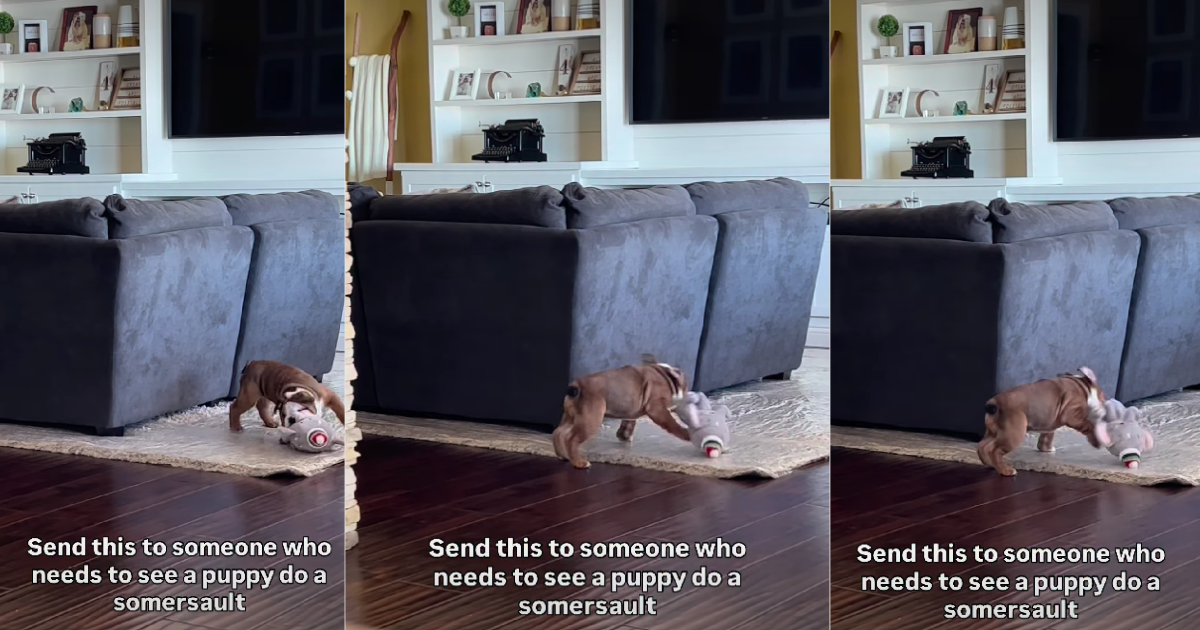 Video: Puppy Goes Viral for Landing a Perfect Somersault - DogTime