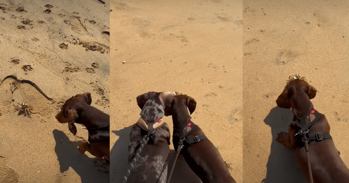 Video of Dogs’ First Meeting With a Crab Will Brighten Your Feed - DogTime