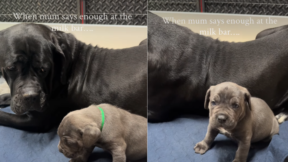 Mama Dog Teaches Her Newborn Pups Boundaries in Funny Video - DogTime