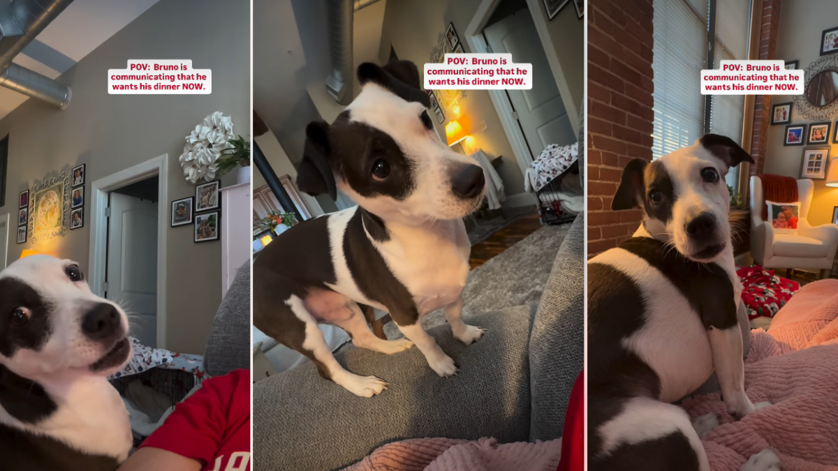Video: This Is How Dog Communicates When He Wants Dinner - DogTime
