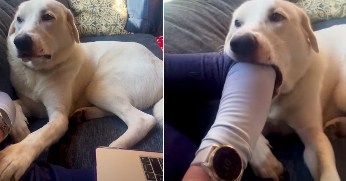 Video: Dog Does This When Park Time Is Delayed - DogTime