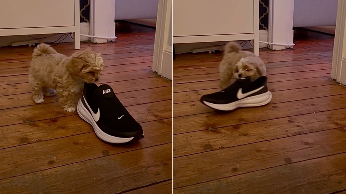 Video: Owner Catches Puppy Adorably Stealing Shoe - DogTime