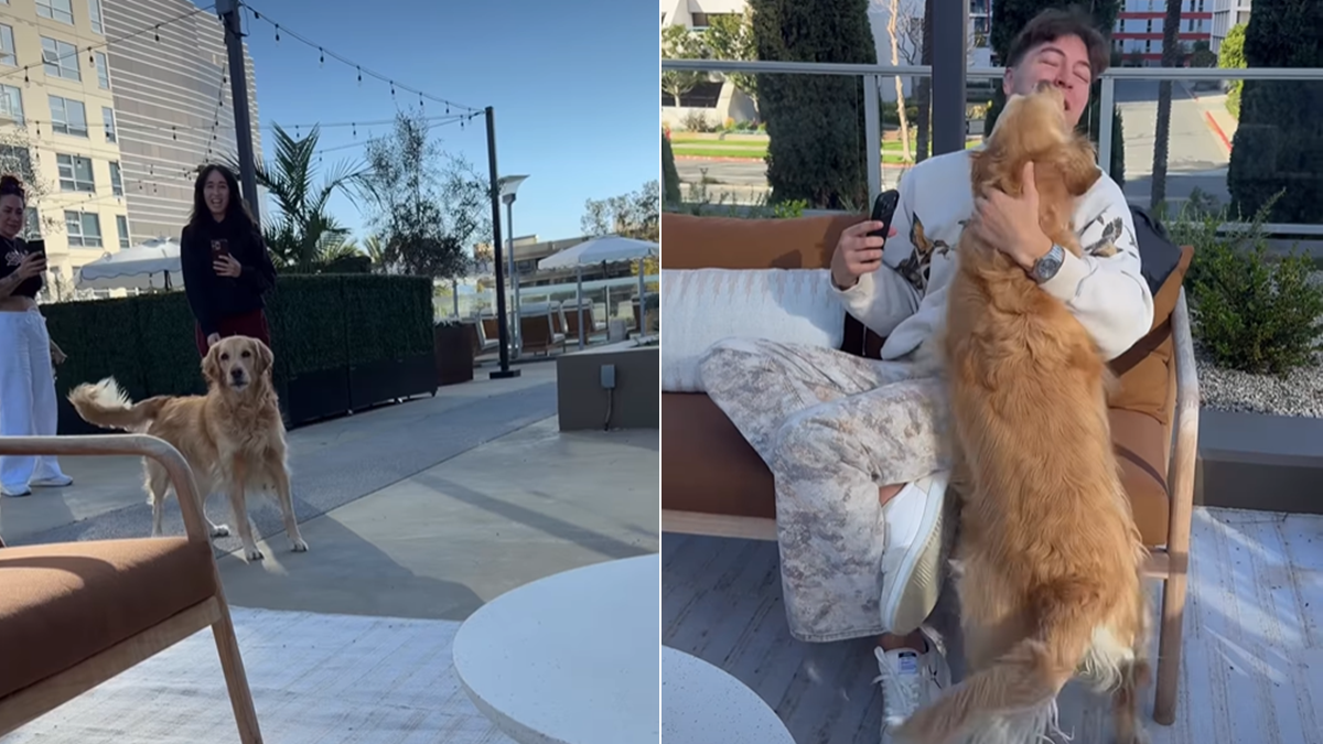 Golden Retriever Takes a Few Steps Back Before Recognizing Her Owner in ...